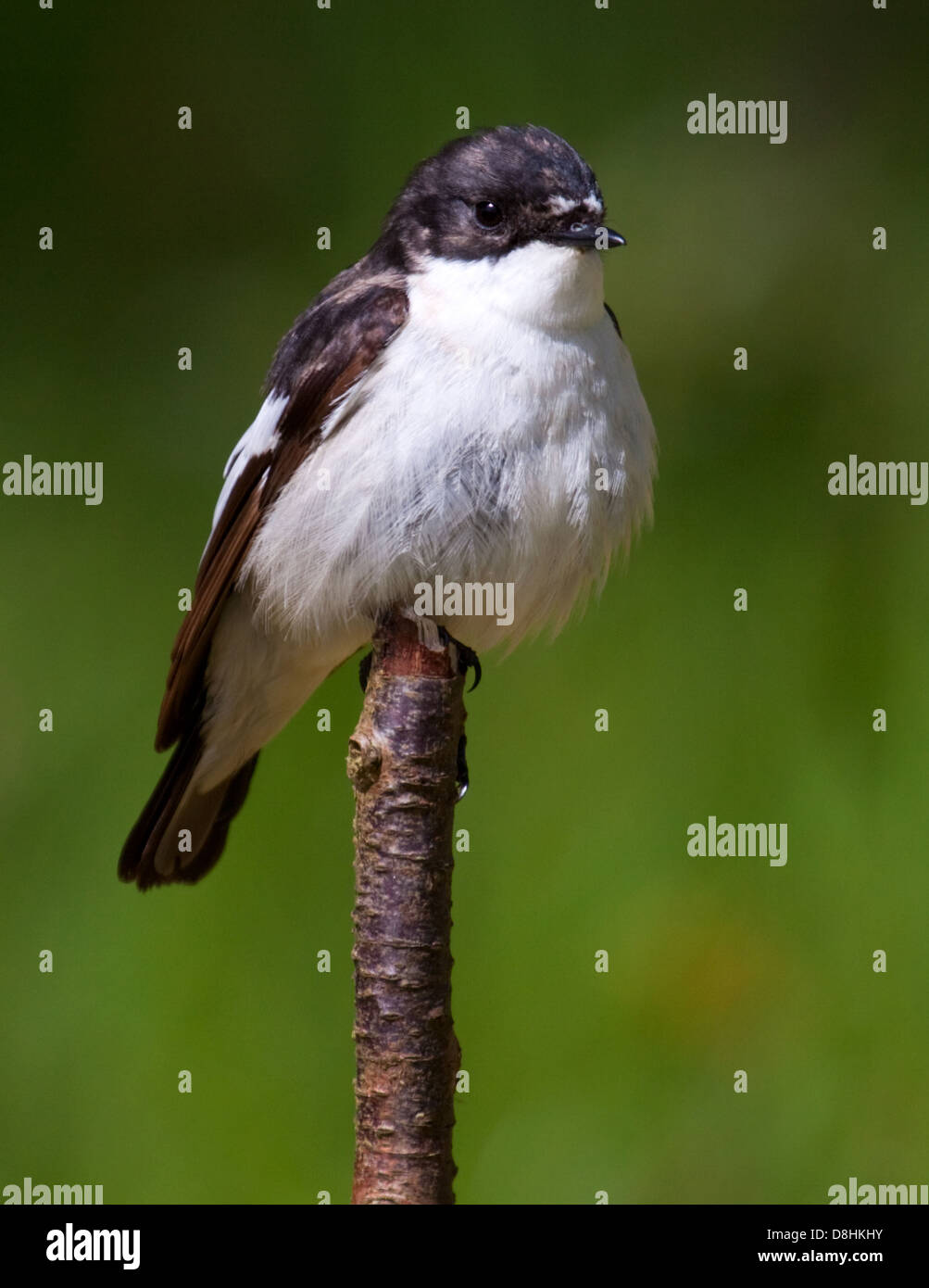 Pied flycatcher and wales hi-res stock photography and images - Alamy