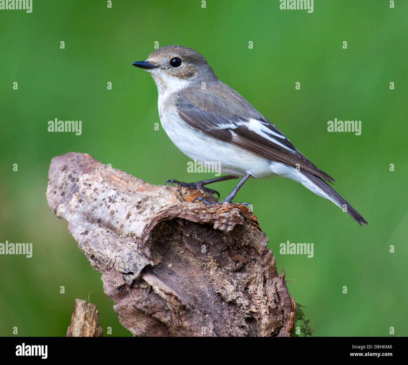 Female pied flycatcher hi-res stock photography and images - Alamy