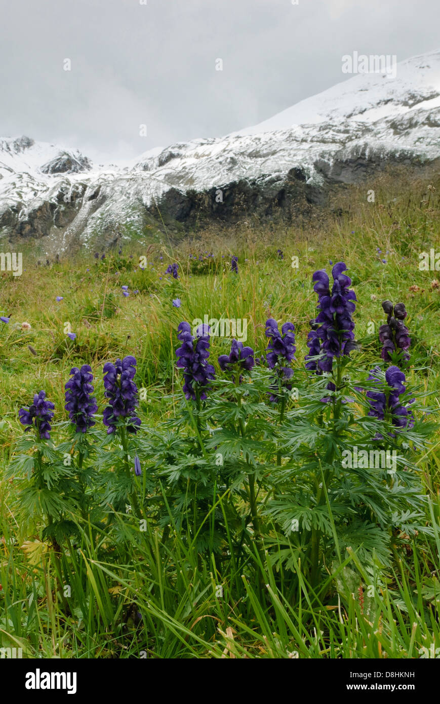 Aconitum aconite hi-res stock photography and images - Alamy