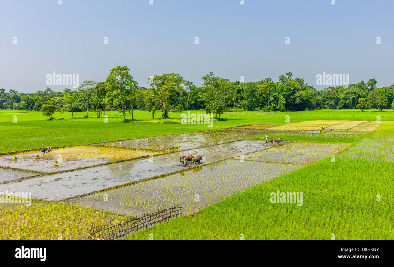 India assam field rice High Resolution Stock Photography and Images - Alamy
