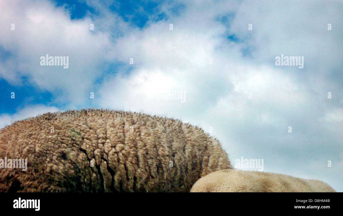 Grazing and browsing animal hi-res stock photography and images - Alamy