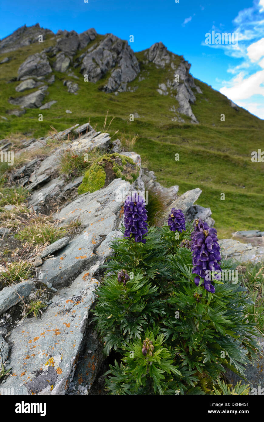 Aconitum aconite hi-res stock photography and images - Alamy