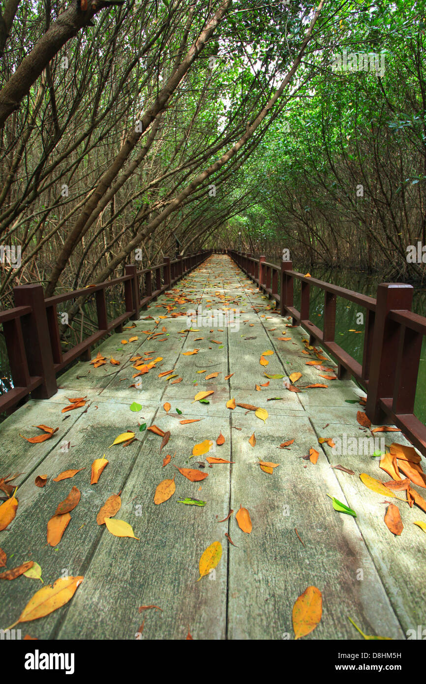 Mangrove environment hi-res stock photography and images - Alamy