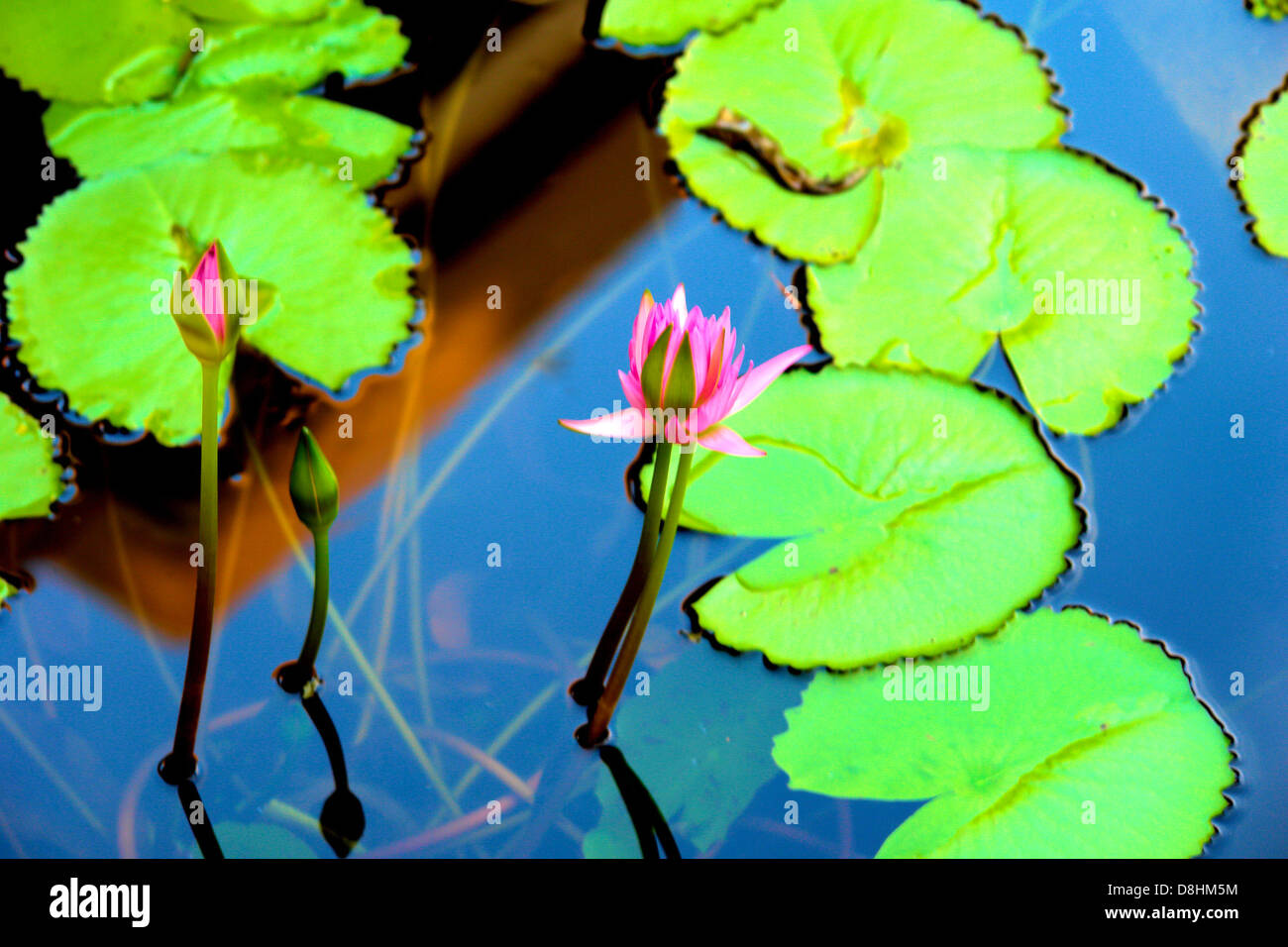 Flourishing environment hi-res stock photography and images - Alamy