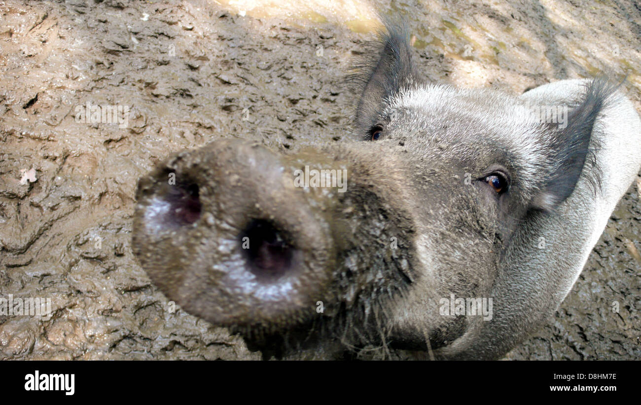 Domestic animals nose hi-res stock photography and images - Alamy