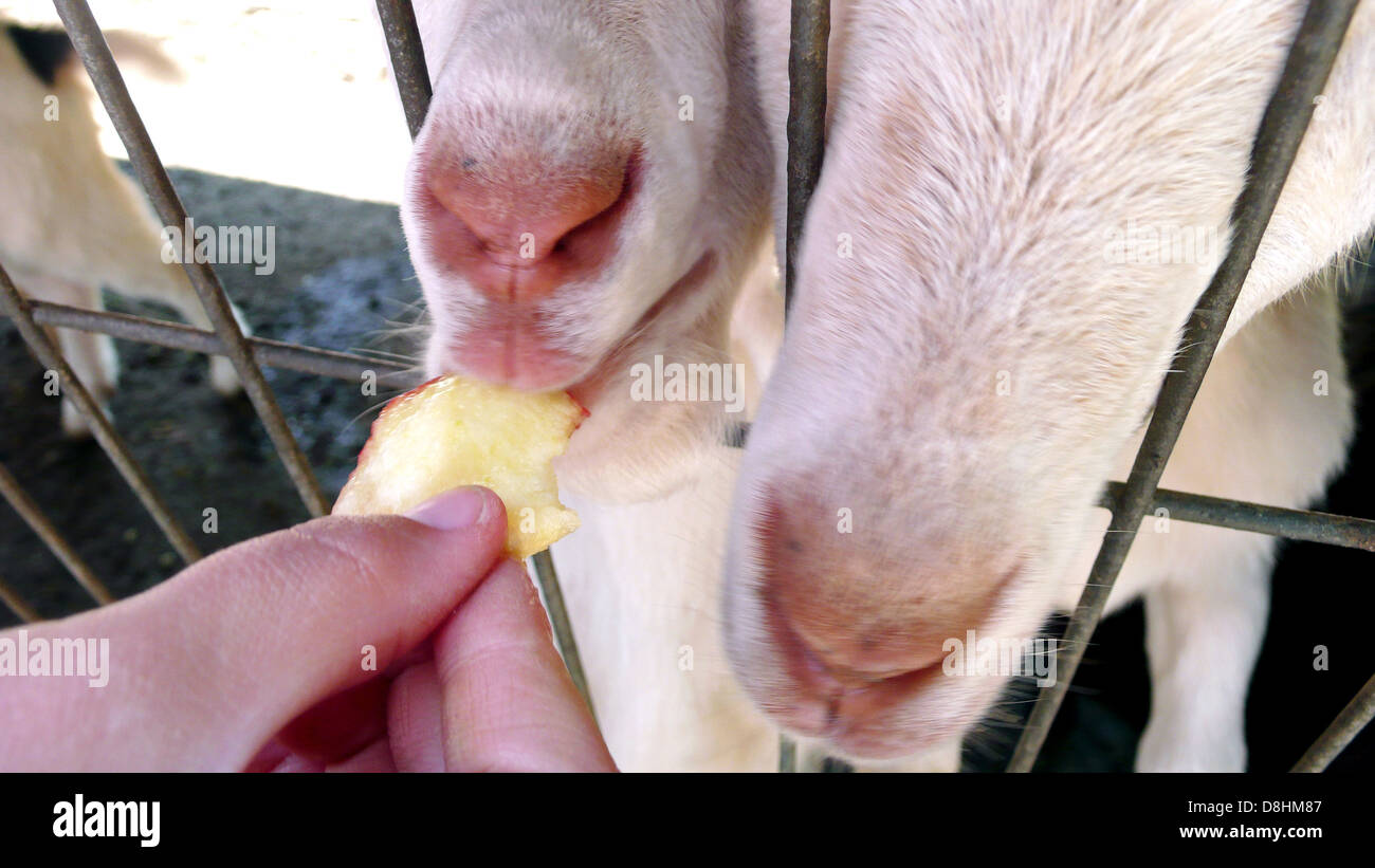Livestock feeding hi-res stock photography and images - Alamy