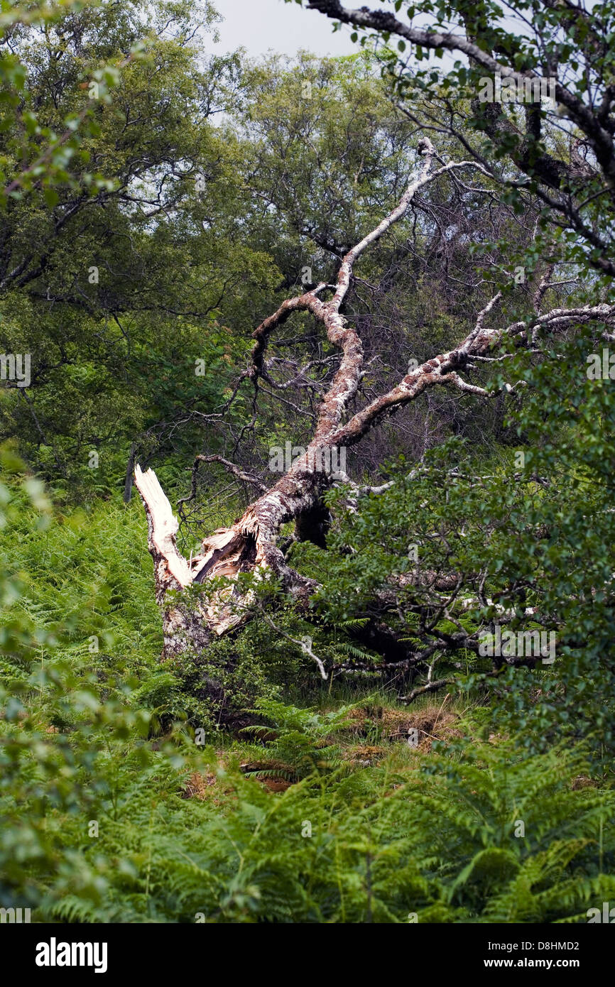Dead tree in mixed woodland Loch Na Dal Sleat Isle of Skye Scotland ...