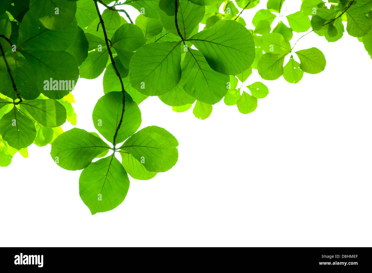 Tree forest leaves plants hi-res stock photography and images - Alamy