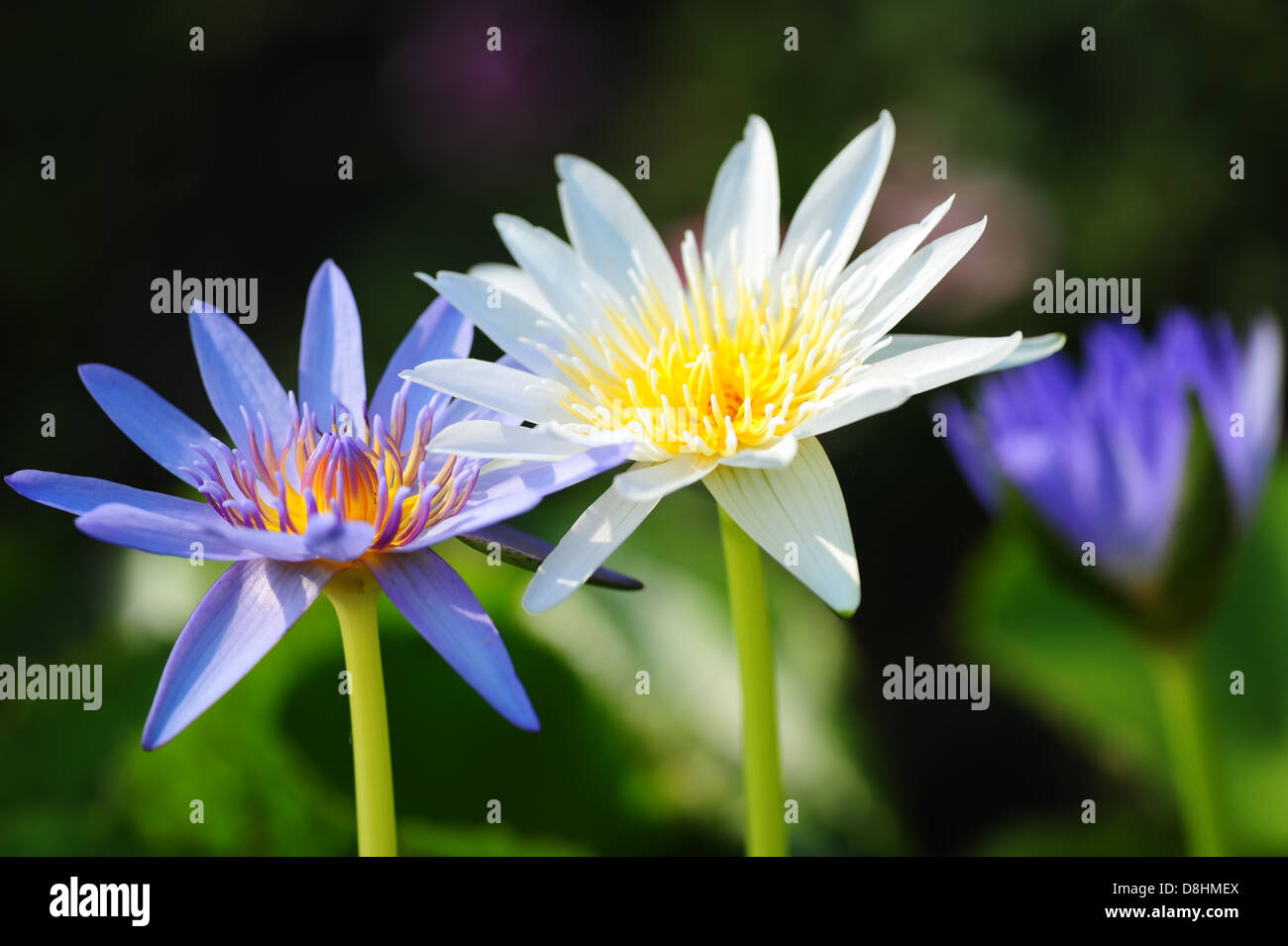 Tropical climate lotus hi-res stock photography and images - Alamy
