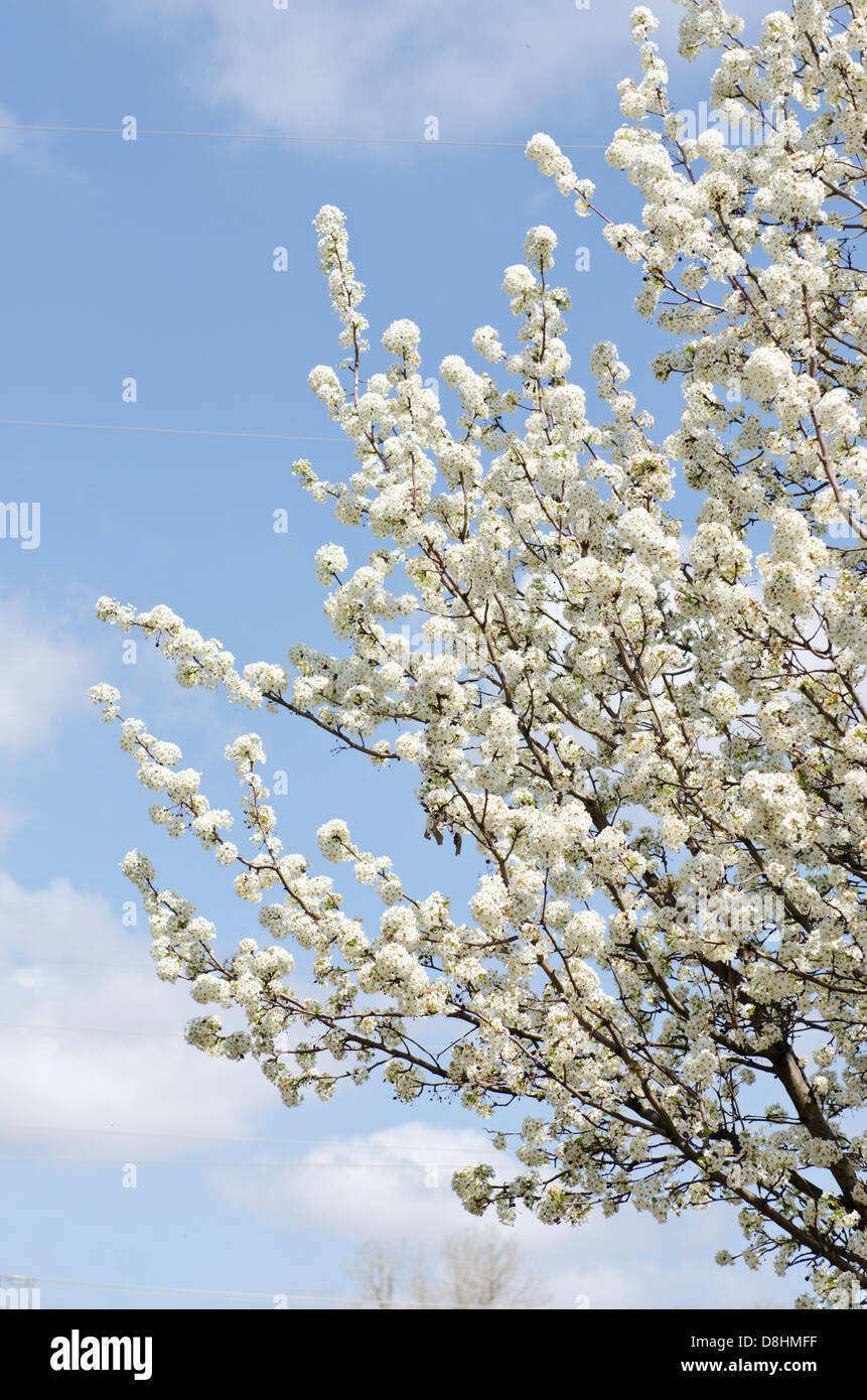 Blooming bradford pear tree hi-res stock photography and images - Alamy