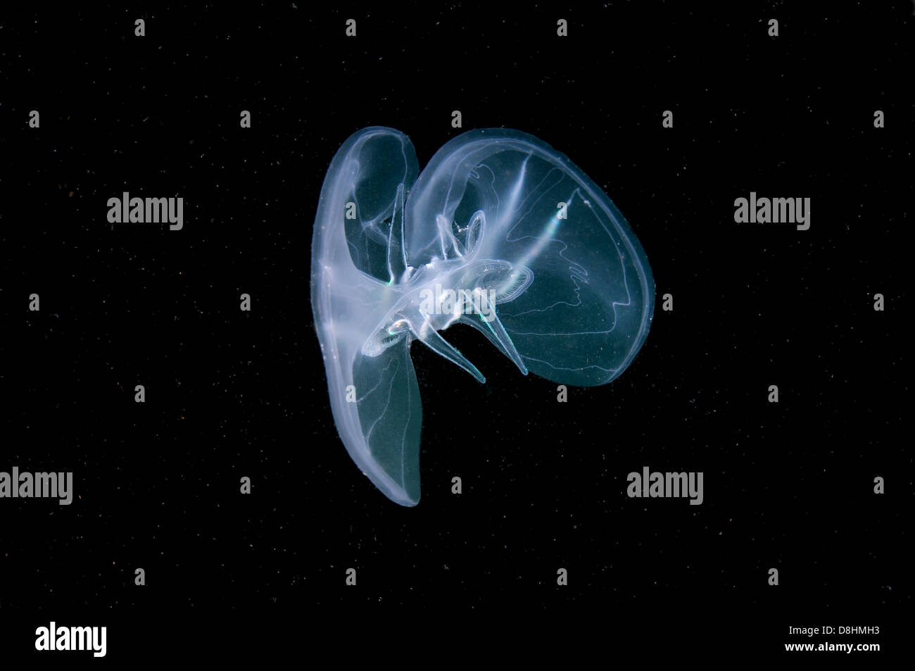 Leidys comb jelly hi-res stock photography and images - Alamy