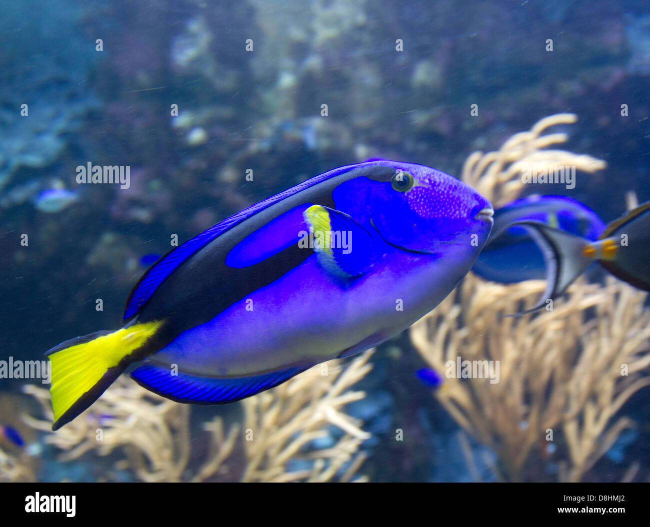 Blue tang surgeon fish Stock Photo - Alamy