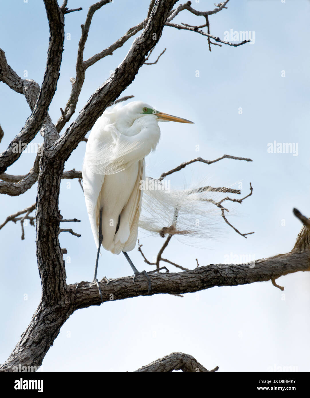 Bird feathers blowing in the wind hi-res stock photography and images ...