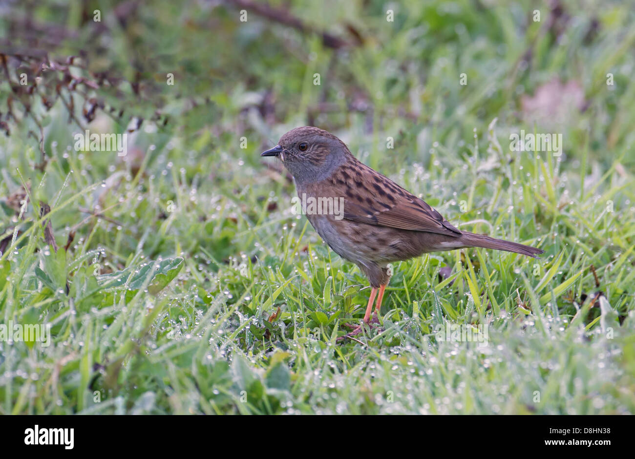 Dunnock/Hedge Sparrow, Prunella modularis, adult with insects for young ...
