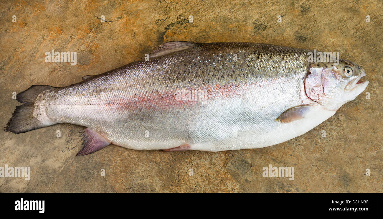 Horizontal photo of large trout on stone background Stock Photo - Alamy