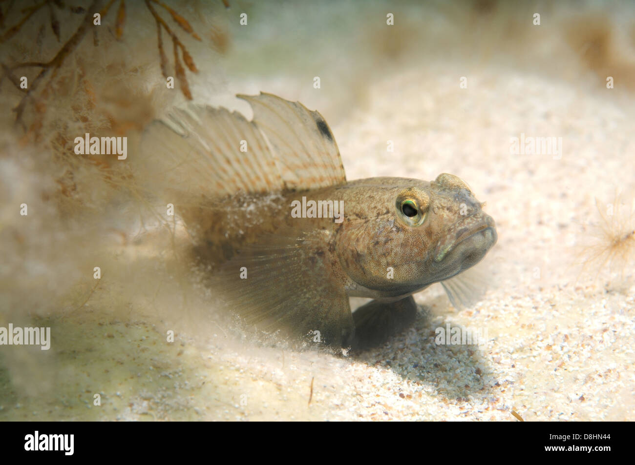 Shadow goby or Black goby (Gobius niger Stock Photo - Alamy