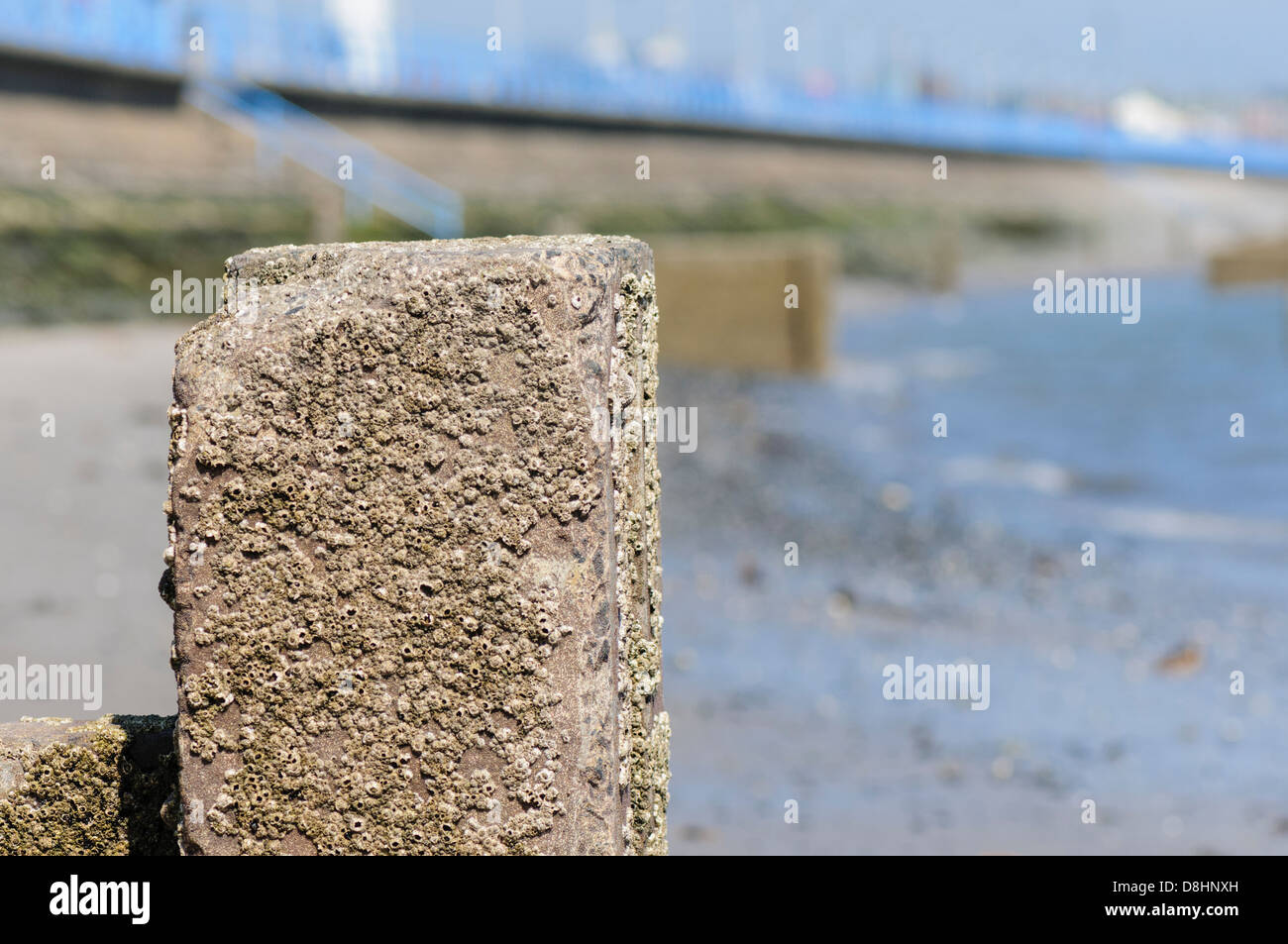 Barnacles on a concrete post on a beach Stock Photo - Alamy