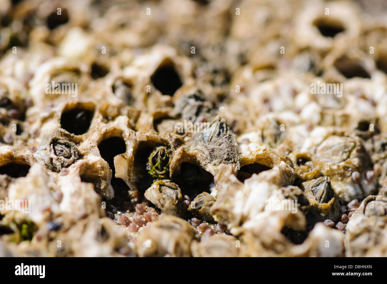 Barnacles close up hi-res stock photography and images - Alamy