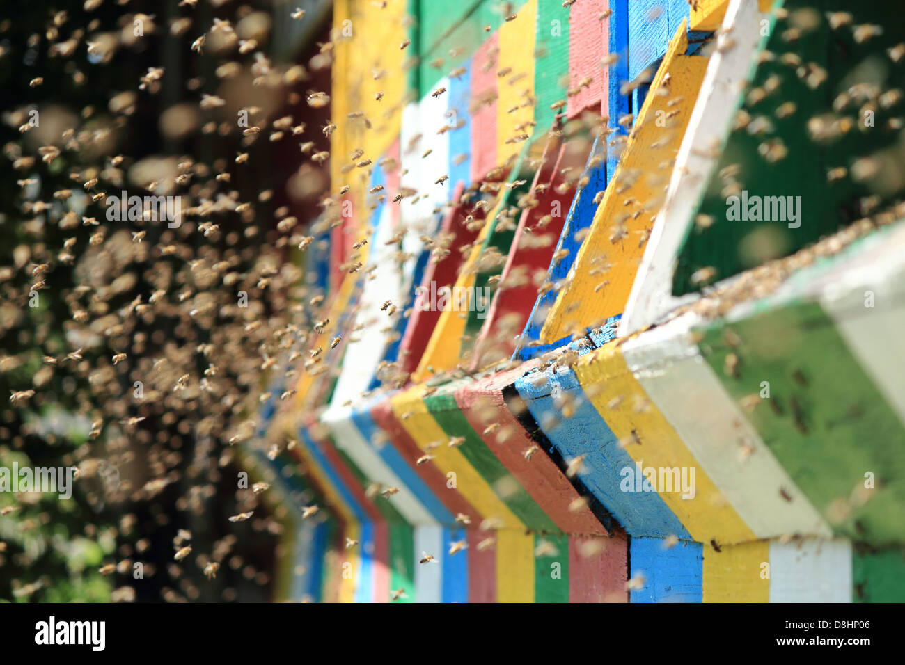 See bees hi-res stock photography and images - Alamy