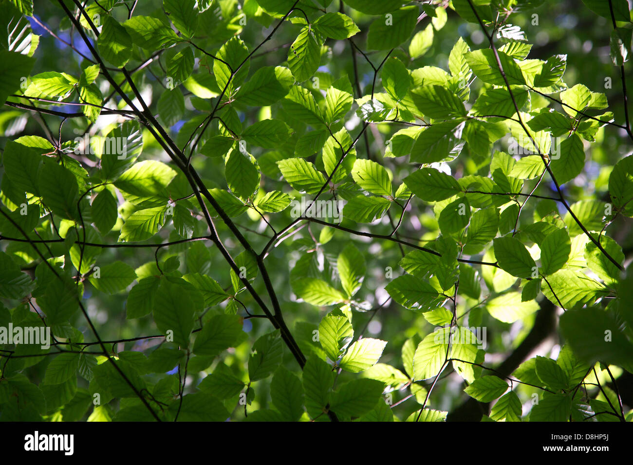 Beech leaves hi-res stock photography and images - Alamy