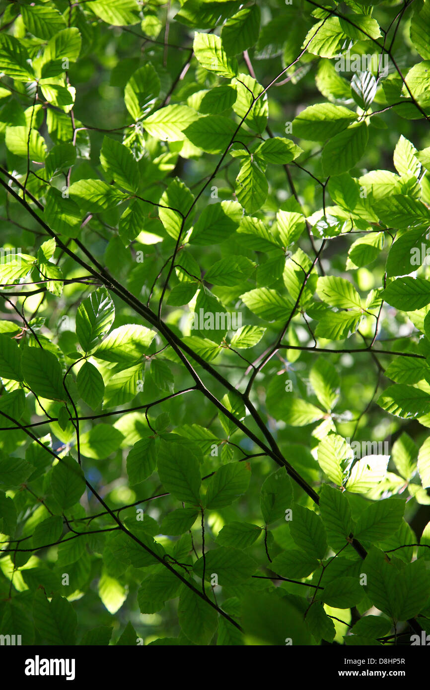 Beech leaves hi-res stock photography and images - Alamy