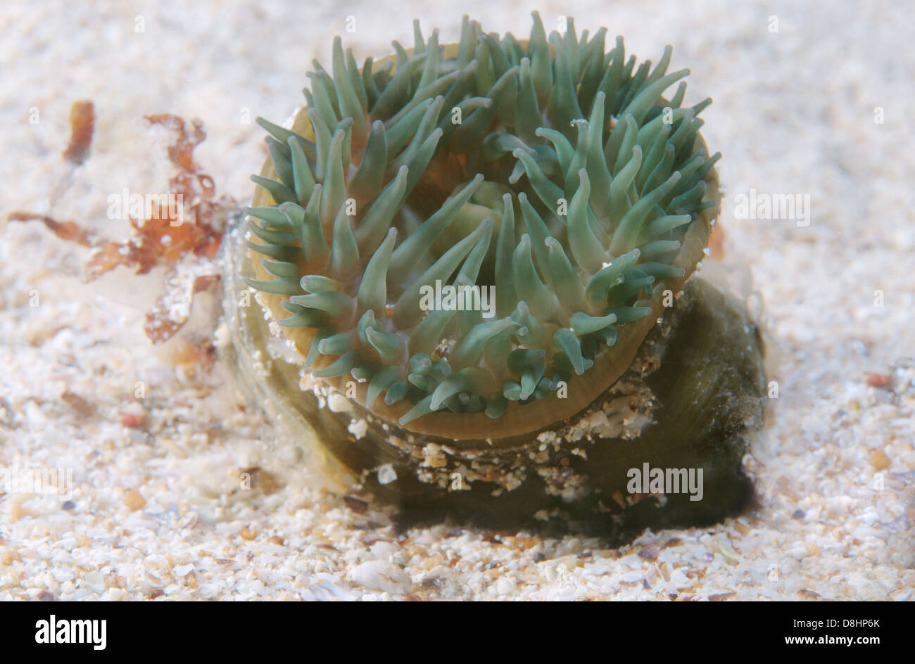 Actinia equina hi-res stock photography and images - Alamy