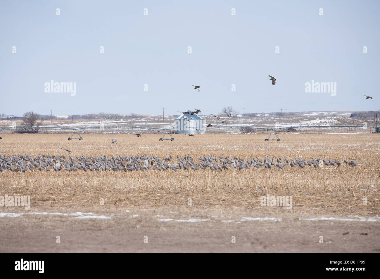 Sandhill cranes landing in a harvested corn field Stock Photo - Alamy