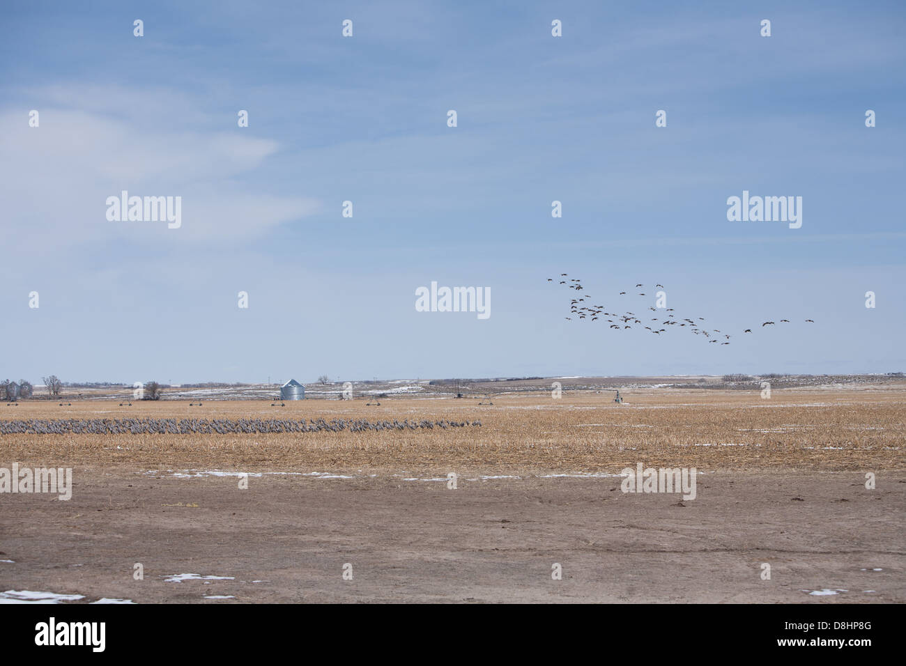 Sandhill cranes landing in a harvested corn field Stock Photo - Alamy