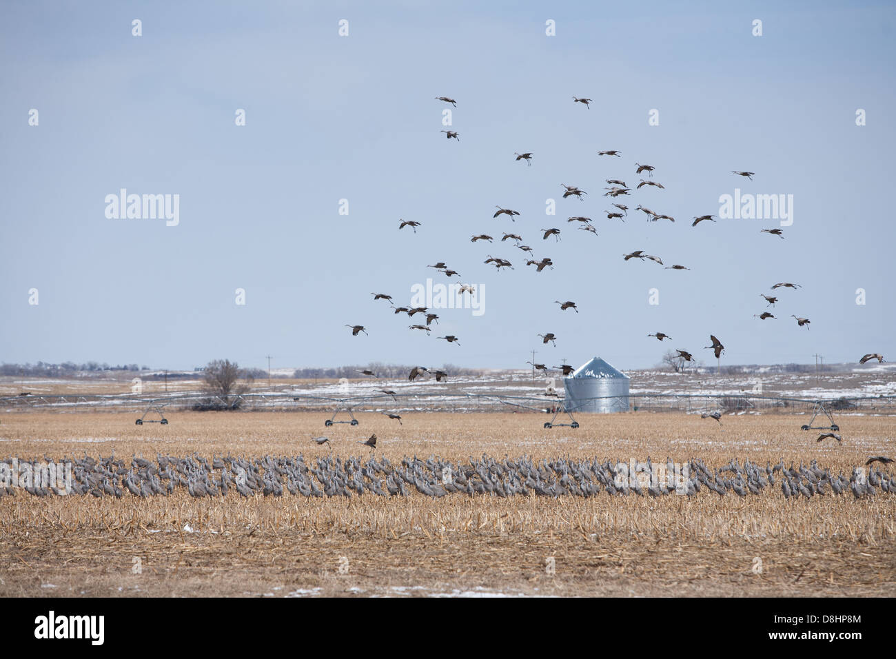 Sandhill cranes landing in a harvested corn field Stock Photo - Alamy