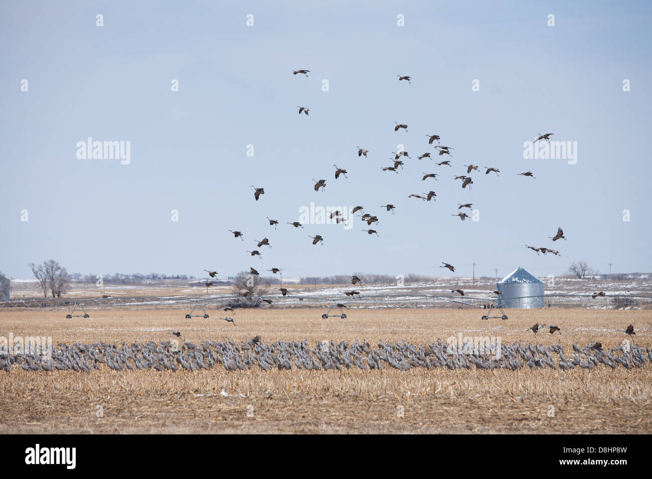 Sandhill cranes landing in a harvested corn field Stock Photo - Alamy