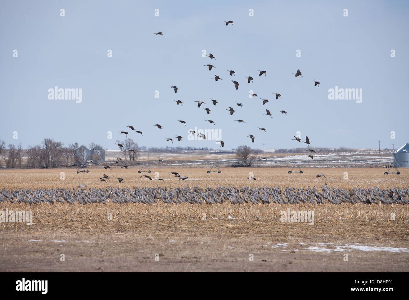 Sandhill cranes landing in a harvested corn field Stock Photo - Alamy