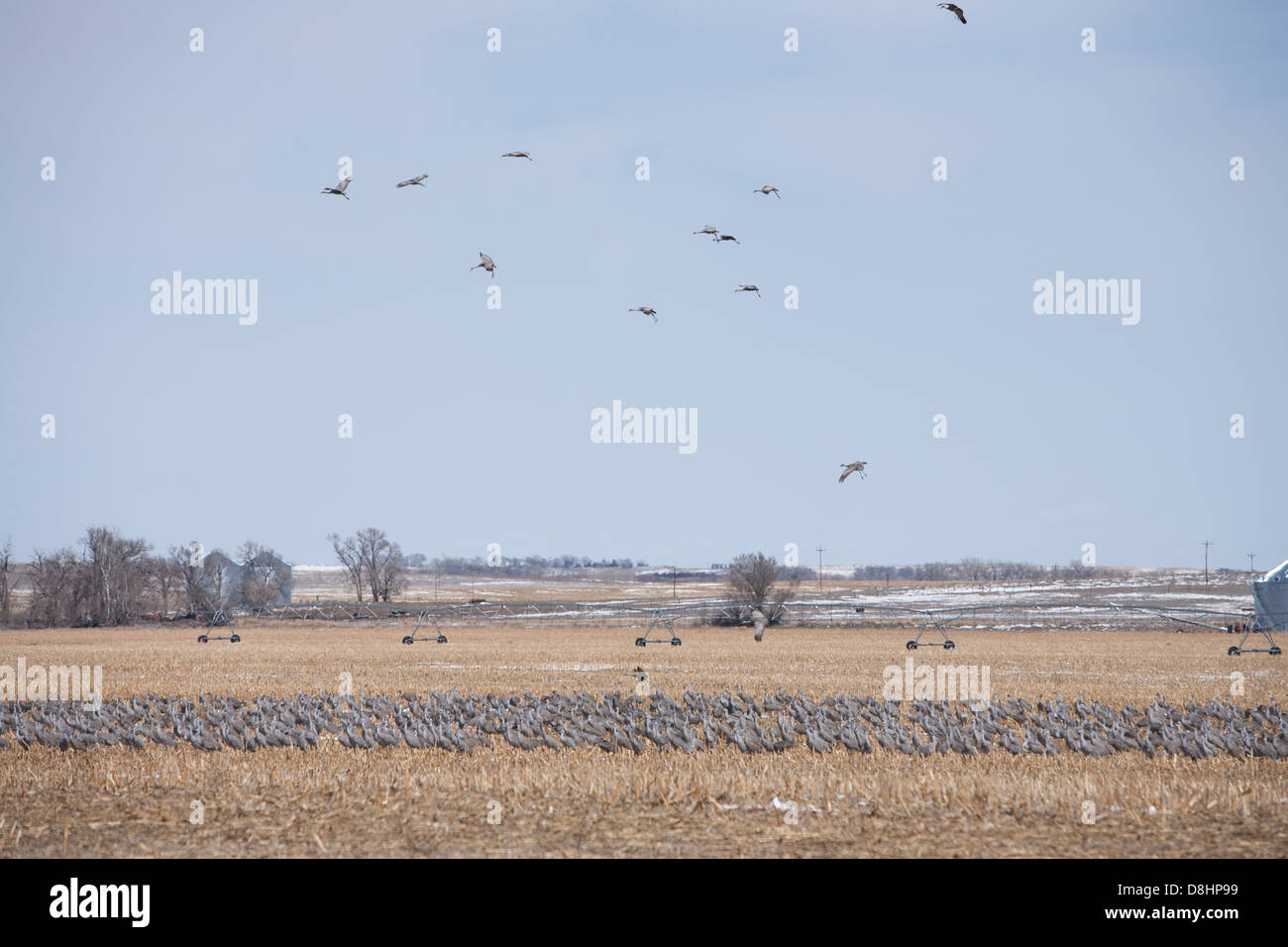 Sandhill cranes landing in a harvested corn field Stock Photo - Alamy