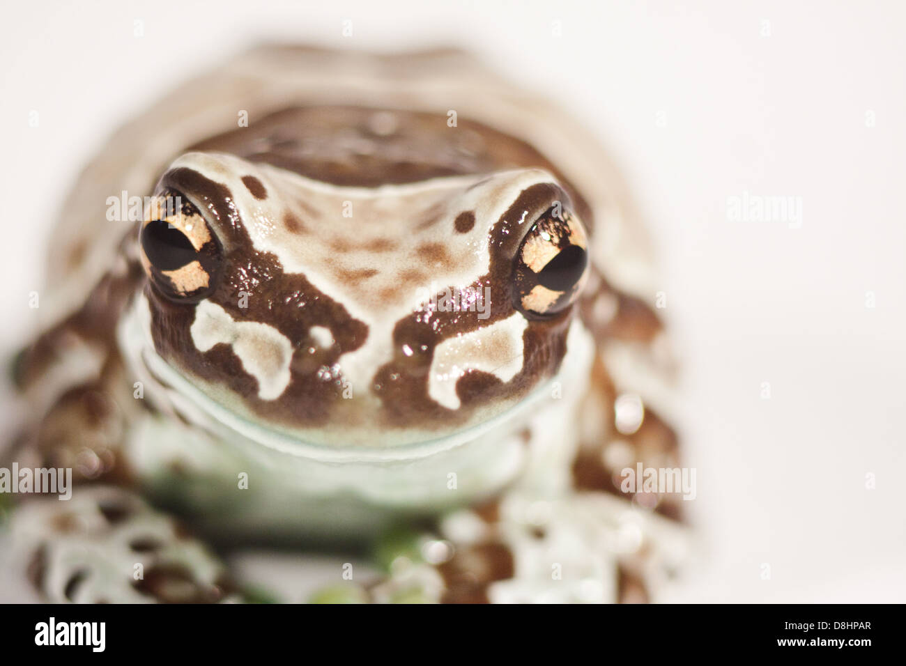 Blue milk frog hi-res stock photography and images - Alamy