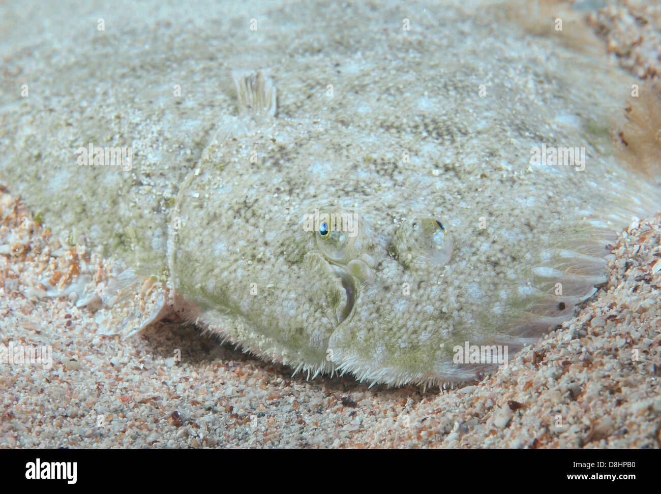 Solea lascaris hi-res stock photography and images - Alamy