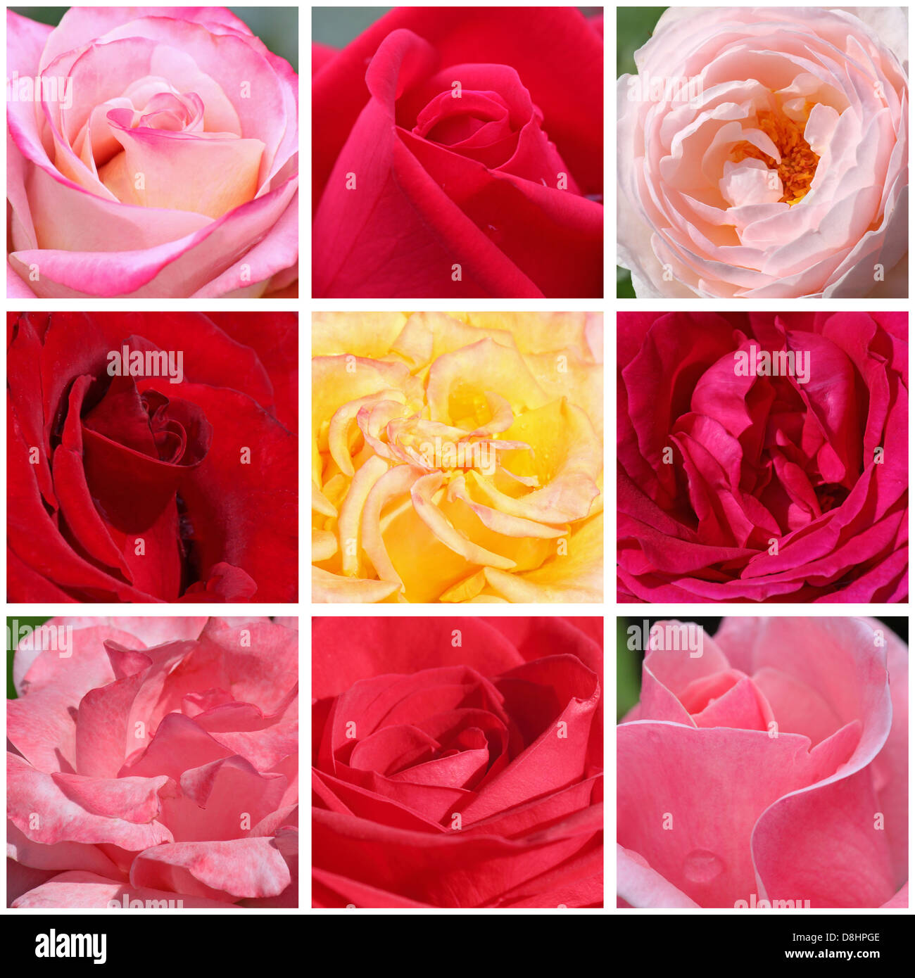 collage with macro photos of roses Stock Photo - Alamy