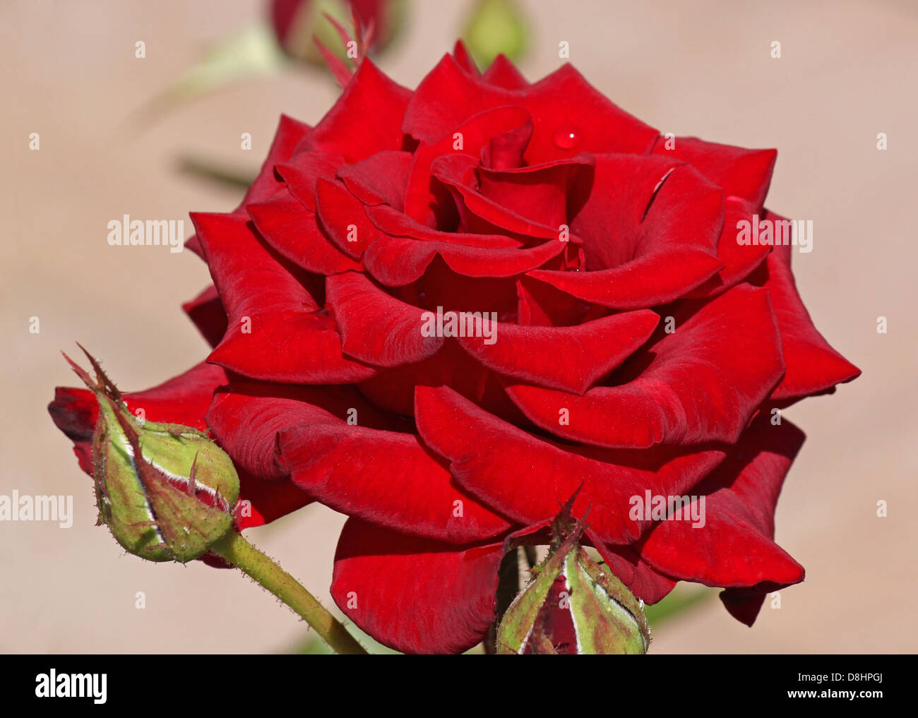 close up of red rose Stock Photo - Alamy