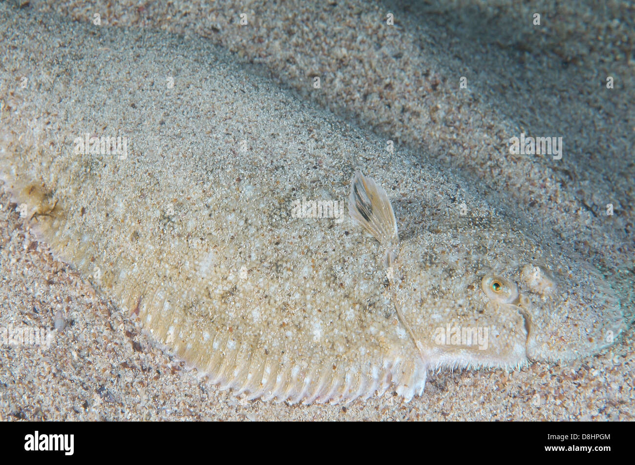 Solea lascaris hi-res stock photography and images - Alamy