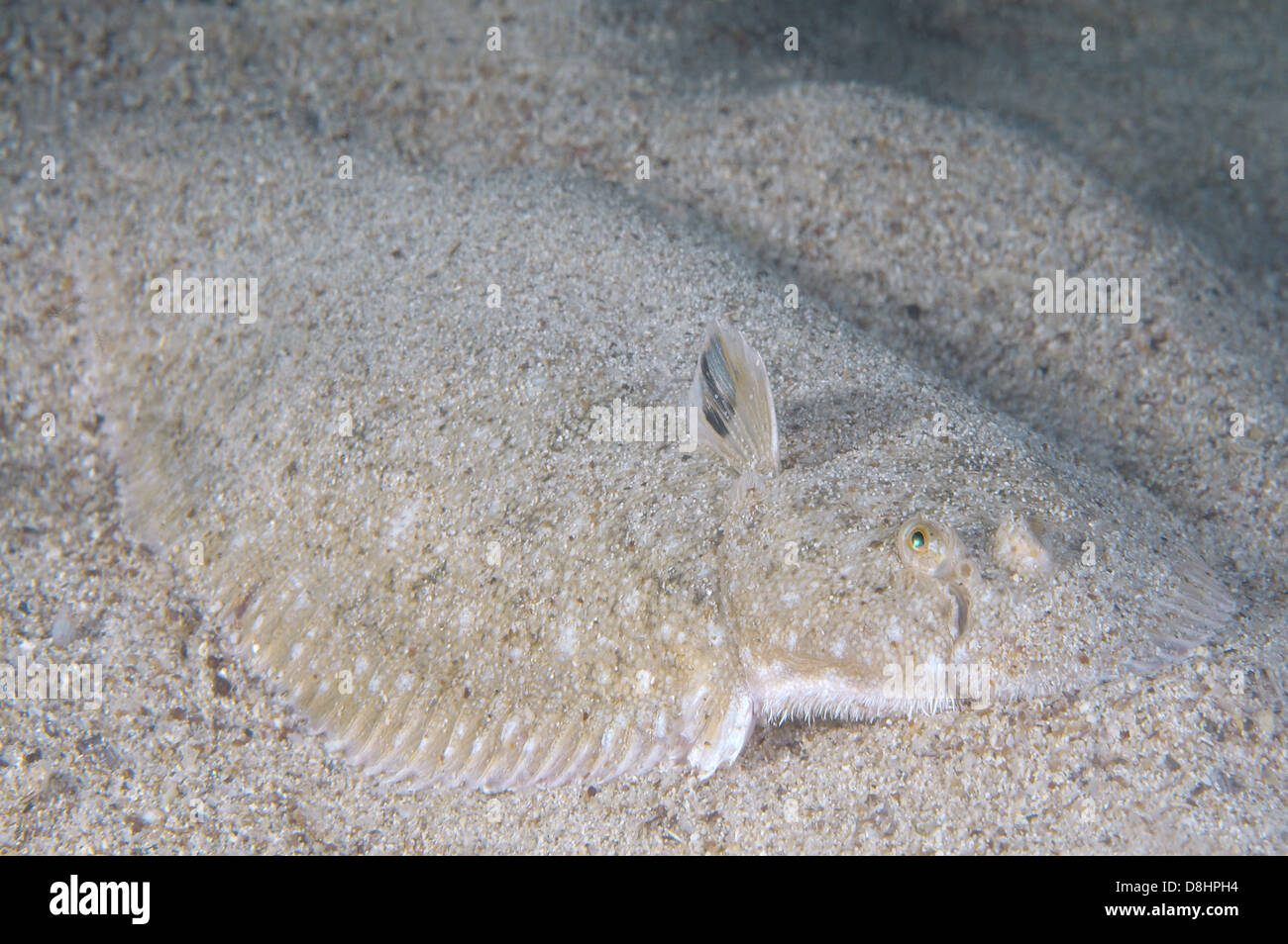 Sand sole, Atlantic sole, French sole, Snouted sole or Lascar (Pegusa ...