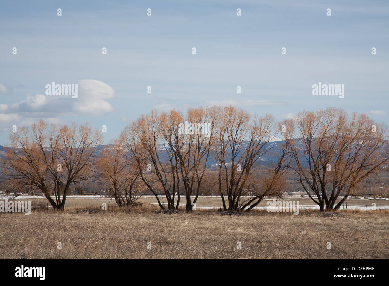 Beautiful trees starting to bud / bloom Stock Photo - Alamy
