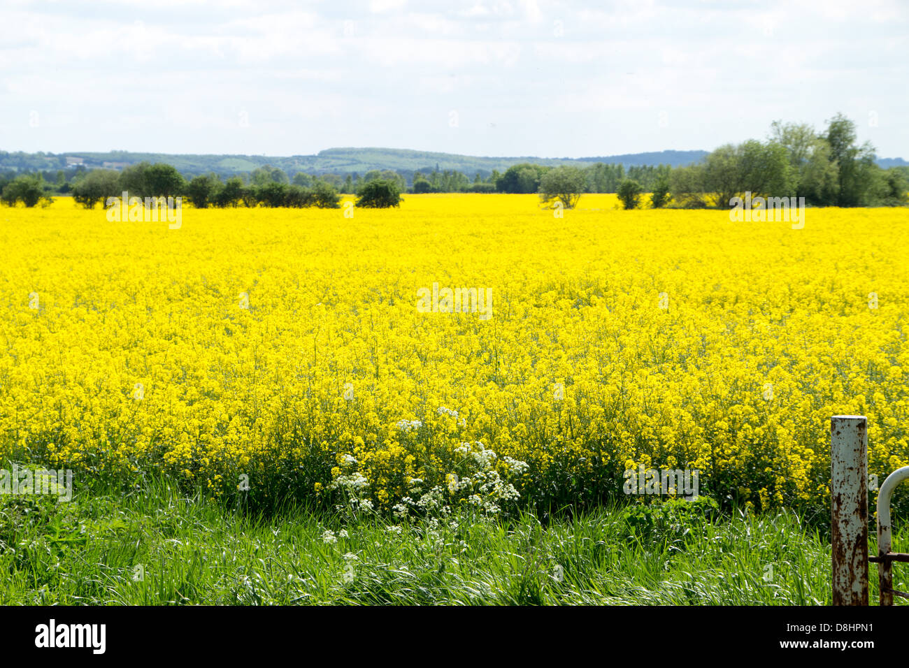 Yellow oil seed rape fields Stock Photo - Alamy