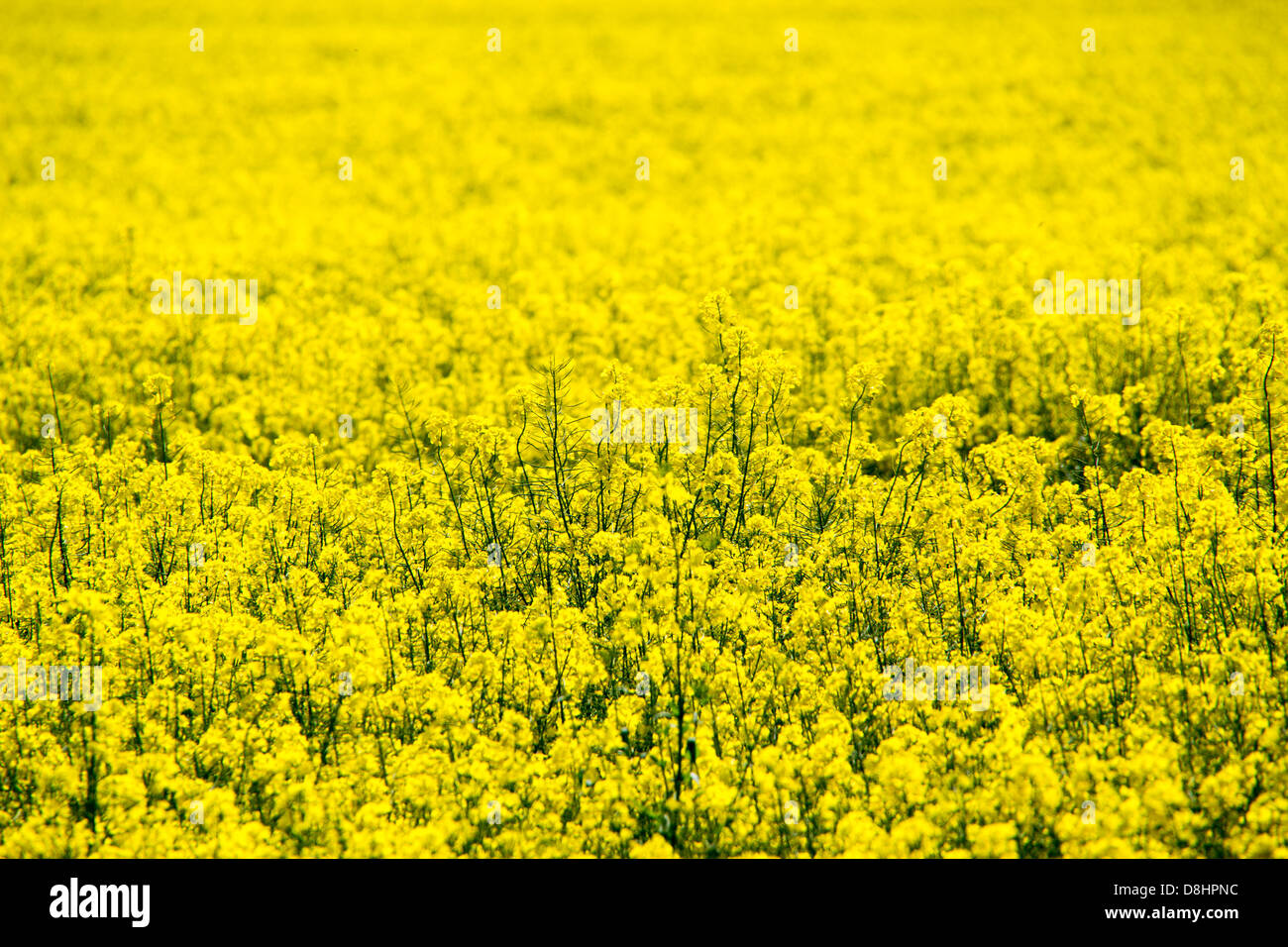 Yellow oil seed rape fields Stock Photo - Alamy