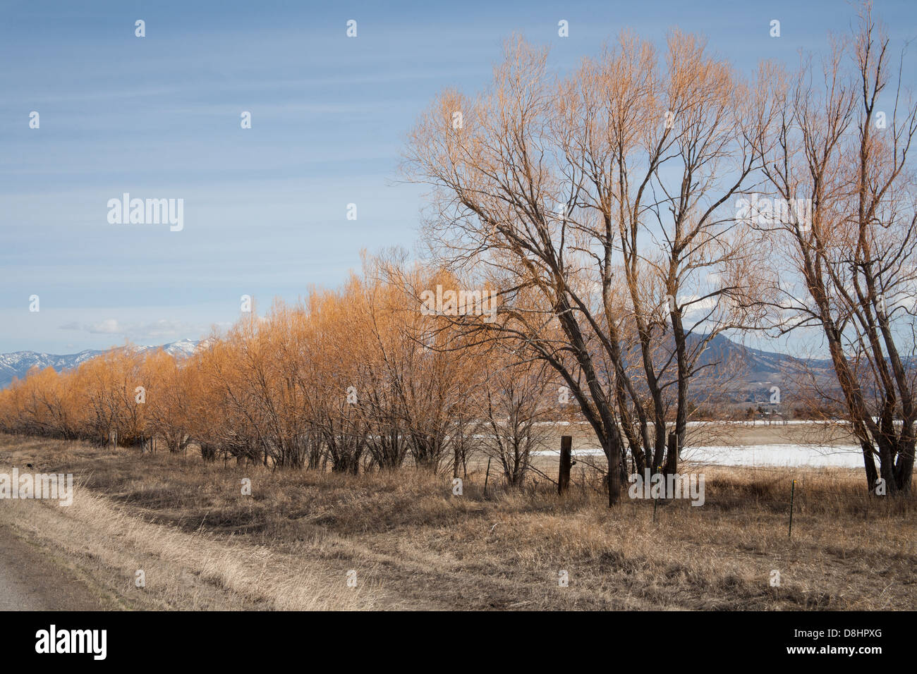 Beautiful trees starting to bud / bloom Stock Photo - Alamy