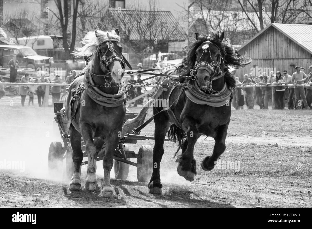 Running horse-drawn carriage with Stock Photo - Alamy