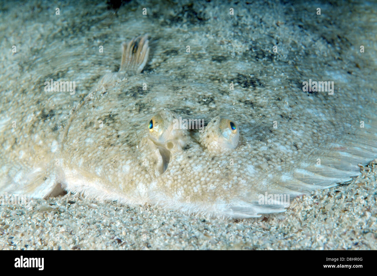 Sand sole, Atlantic sole, French sole, Snouted sole or Lascar (Pegusa ...
