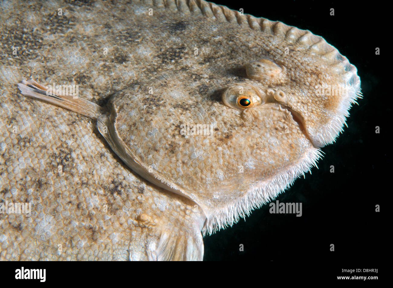 Solea Lascaris Stock Photos & Solea Lascaris Stock Images - Alamy