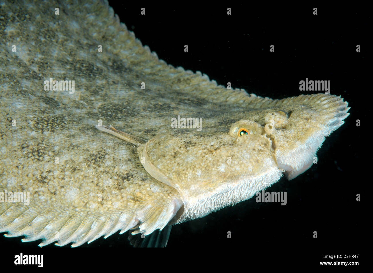 Sand sole, Atlantic sole, French sole, Snouted sole or Lascar (Pegusa ...