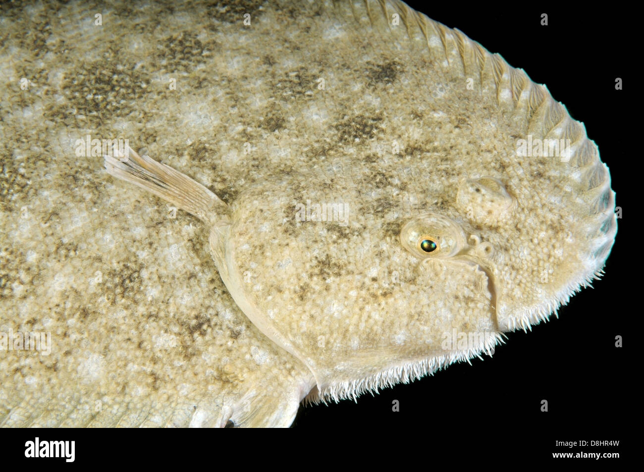 Atlantic ocean camouflage sand flatfish hi-res stock photography and ...