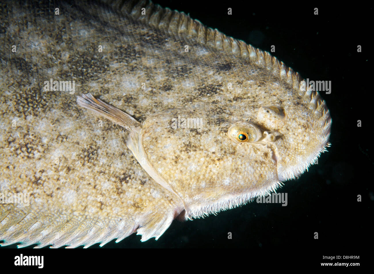 Sand sole, Atlantic sole, French sole, Snouted sole or Lascar (Pegusa ...