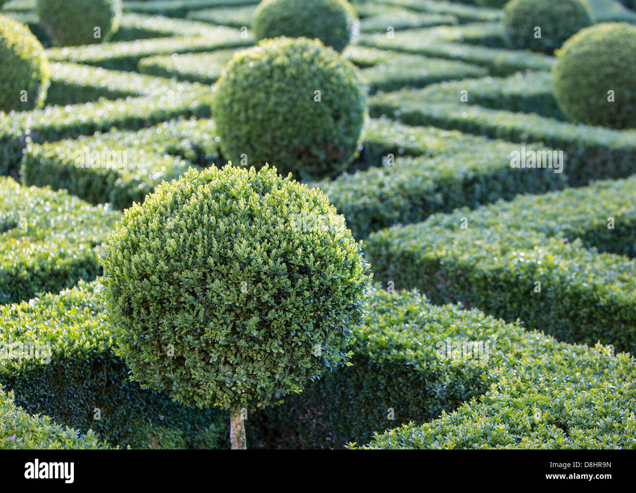Box hedge pattern, with carefully trimmed spheres and geometric shapes ...