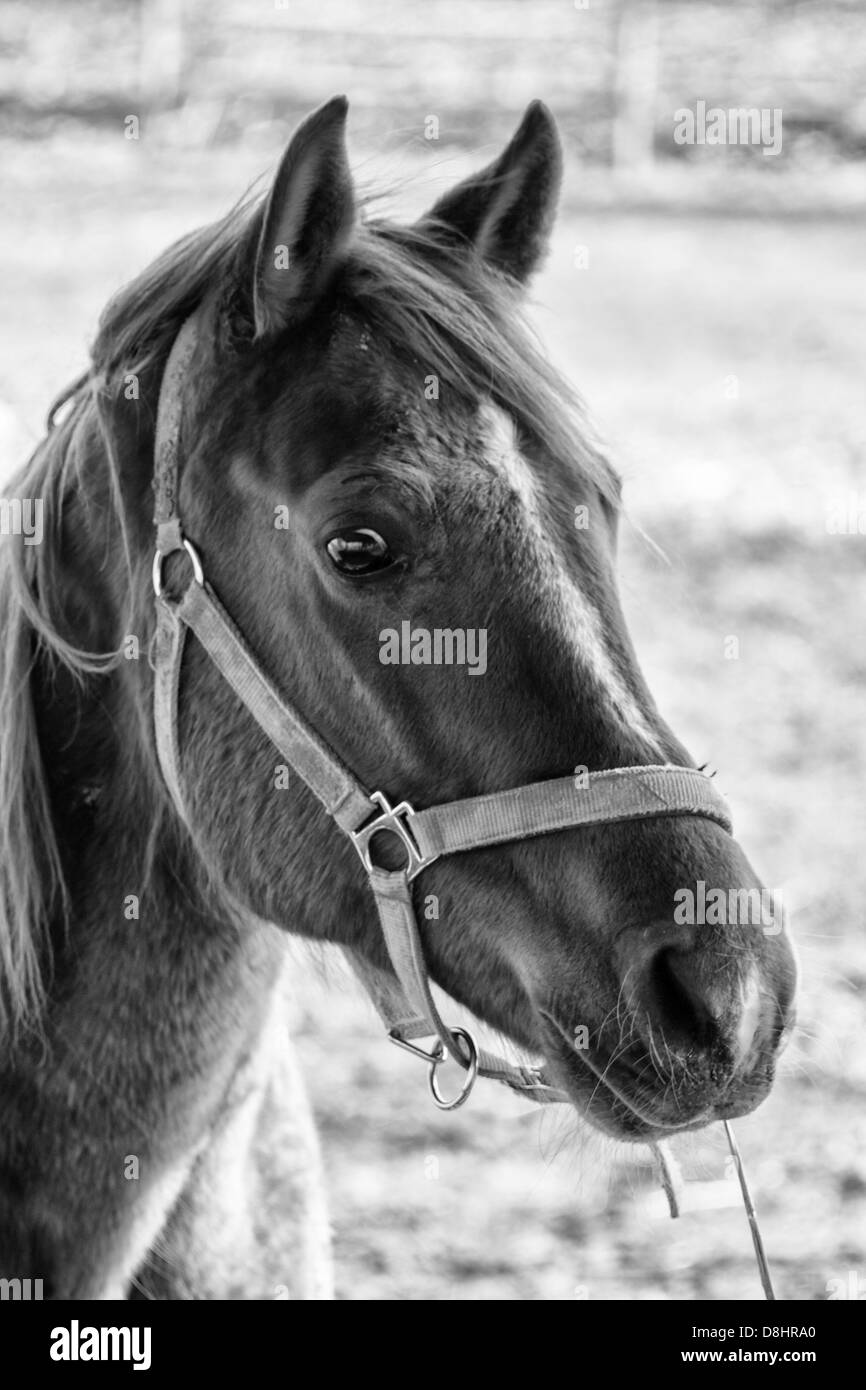 Riding horse white portrait hi-res stock photography and images - Alamy